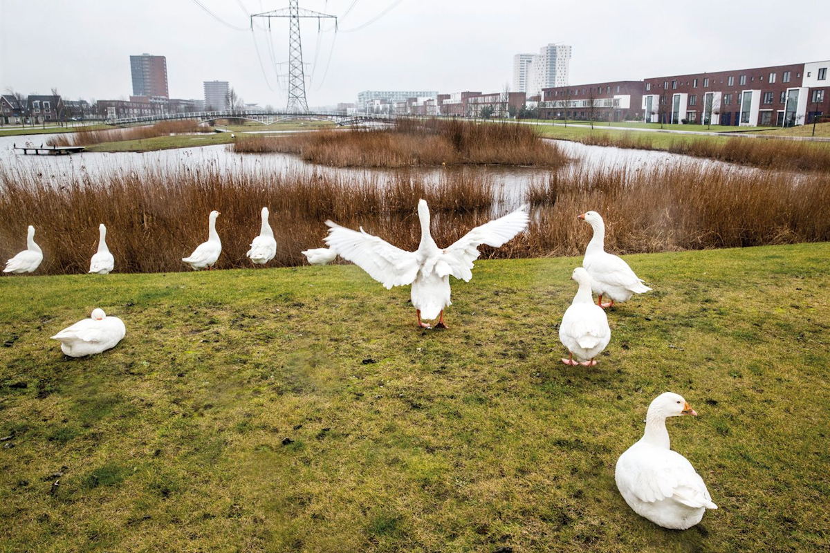 Wat weten we van Nesselande? - Gers! Rotterdam